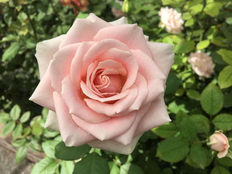 Vita Rose Front View arkivfoto. Bild av blommar, framdel - 98960572