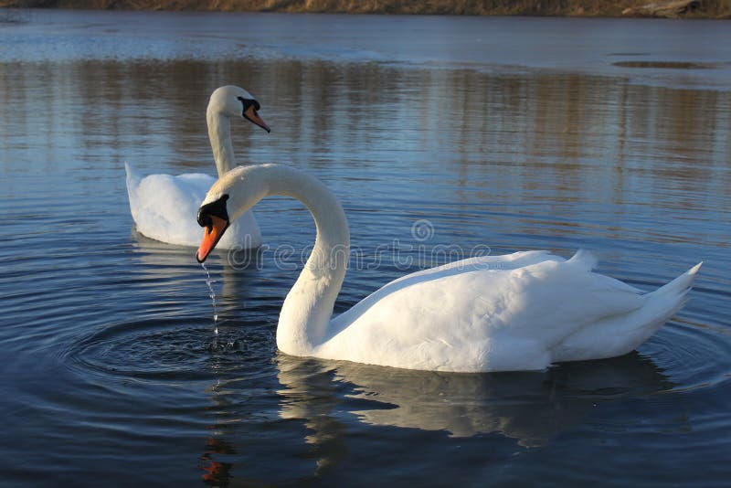 Två Vita Svanar Som Hedrar I Vatten Fotografering för Bildbyråer - Bild ...