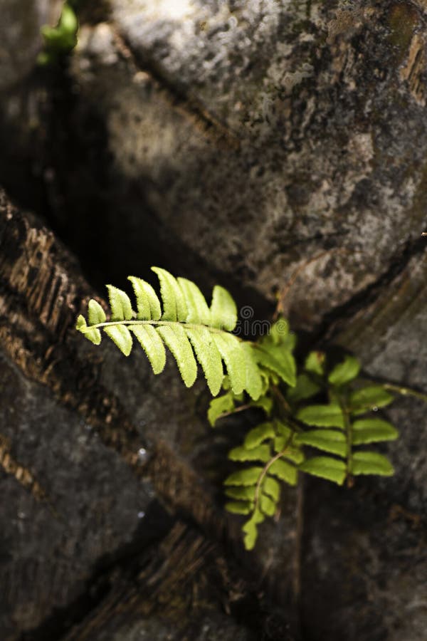 Vitality of plant, hope stock photo. Image of trunk, nature - 56139000