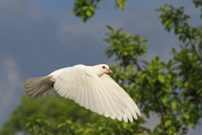 Vit Duva Flyger Med En Blomma I Dess Skak Fotografering för Bildbyråer ...