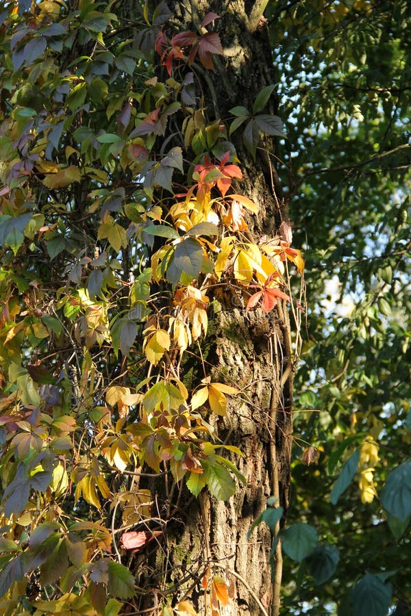 Vite canadese sull'albero fotografia stock. Immagine di colori - 78163086