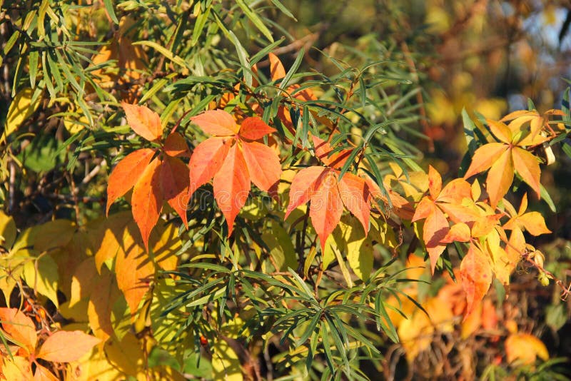 Vite canadese sull'albero fotografia stock. Immagine di colori - 78163086