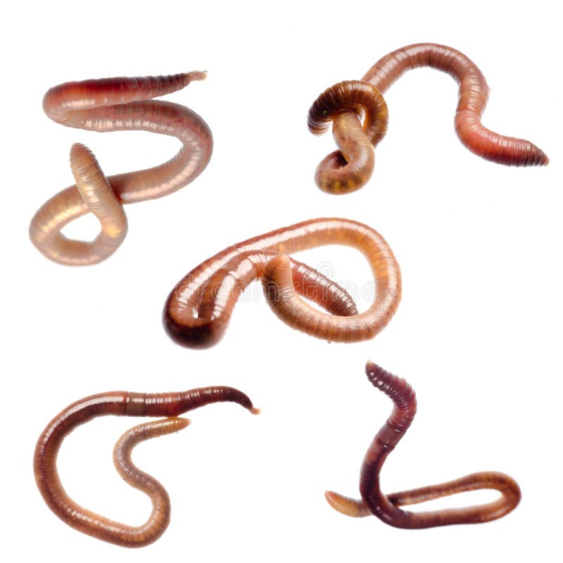 Verme da terra immagine stock. Immagine di ambiente, paese - 23188481