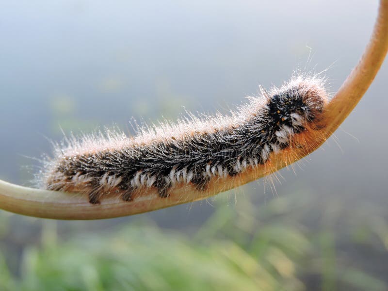 Verme Peloso fotografia stock. Immagine di natura, insetto - 55269426