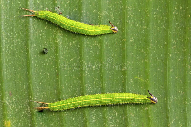 Vite Senza Fine Sul Foglio Verde Fotografia Stock - Immagine di ...