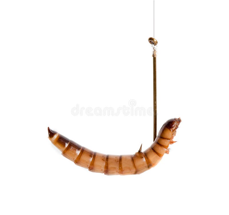 Vite senza fine sull'amo fotografia stock. Immagine di presa - 14789436