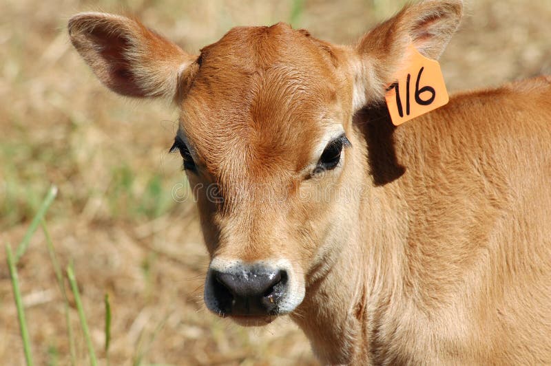 Vaca com vitela pequena imagem de stock. Imagem de leite - 8302971