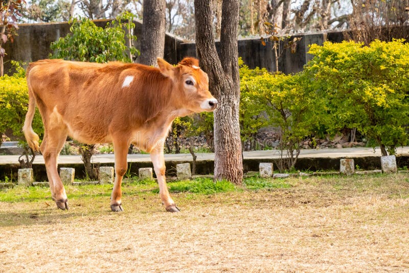 Vitela Nova Da Vaca Que Anda Na Terra Foto de Stock - Imagem de gado ...