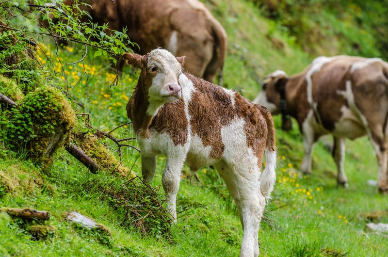 Vitela do boi selvagem imagem de stock. Imagem de animal - 12606325