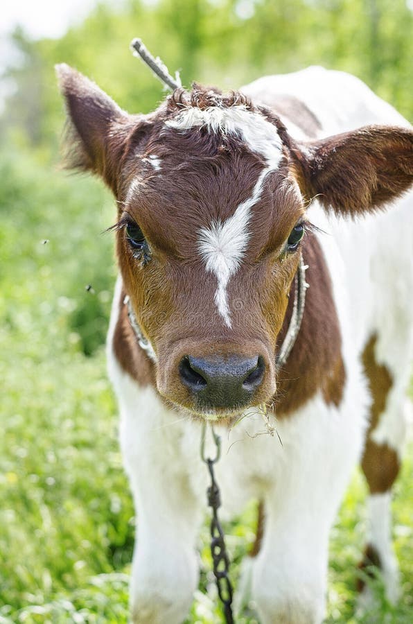 2,224 Vaca Pequena Fotos - Fotos de Stock Gratuitas e Fotos Royalty ...