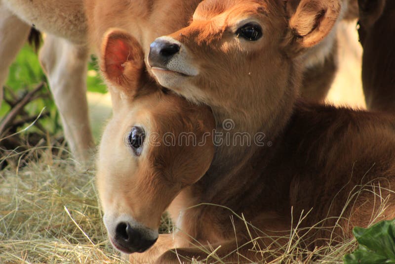 Vitelli Jersey fotografia stock. Immagine di animali - 41701926