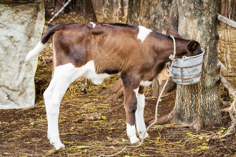 Vitello Che Si Alimenta Con Il Latte Dal Secchio Fotografia Stock ...