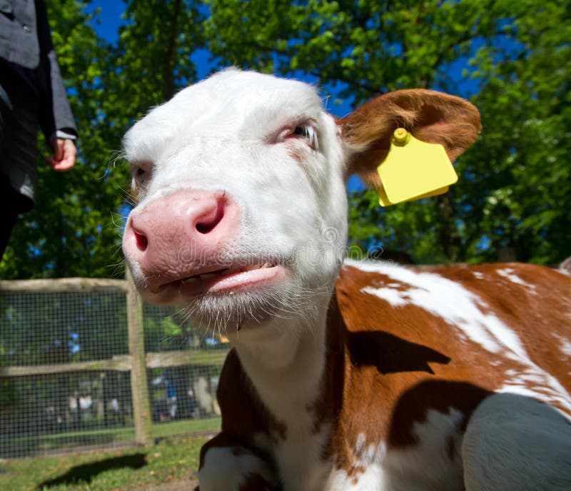 Vitello frisone fotografia stock. Immagine di animale - 35528770