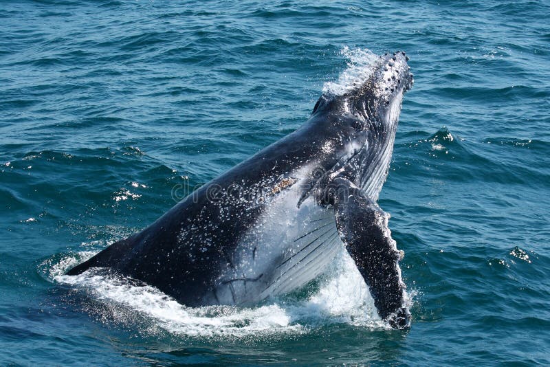 1,774 La Bocca Della Balena Foto stock - Foto stock gratuite e royalty ...