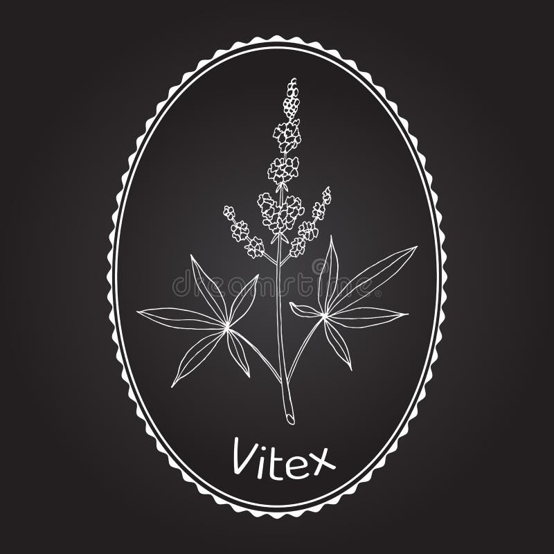 Vitex agnus-castus vektor illustrationer. Illustration av teckning ...