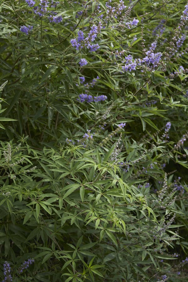 Vitex Agnus-castus in Bloom Stock Image - Image of botanical ...