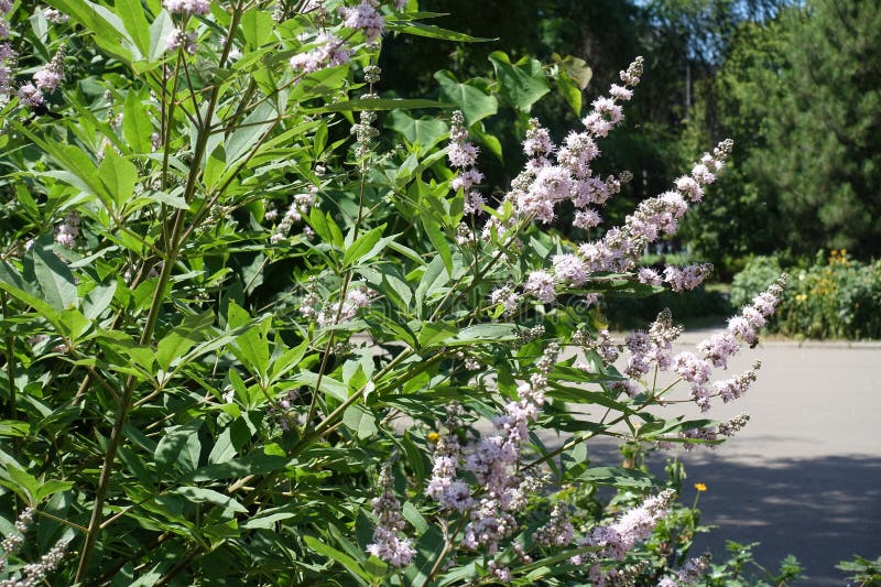 Vitex Agnus-castus with Light Pink Flowers in July Stock Photo - Image ...
