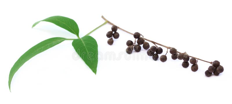 Vitex Negundo O Nishinda Medicinale Immagine Stock - Immagine di ...