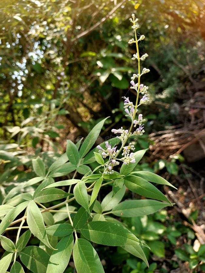 273 Vitex Negundo Stock Photos - Free & Royalty-Free Stock Photos from ...