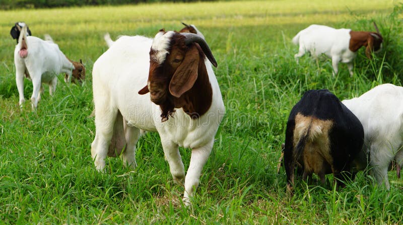Boer White arkivfoto. Bild av pumpor, bakgrund, oktober - 161969086