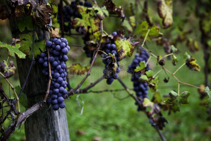 Viticulture stock image. Image of food, fruit, wineyard - 17171521