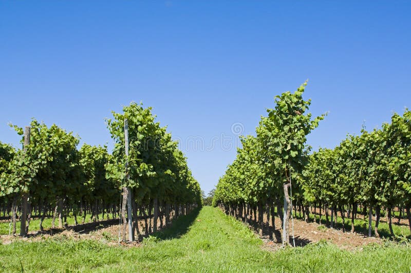 Viticulture stock photo. Image of germany, vacation, green - 21747014