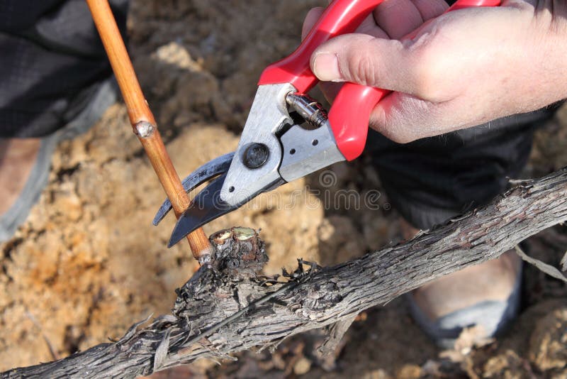 Viticulture stock image. Image of shears, occupation - 23310739