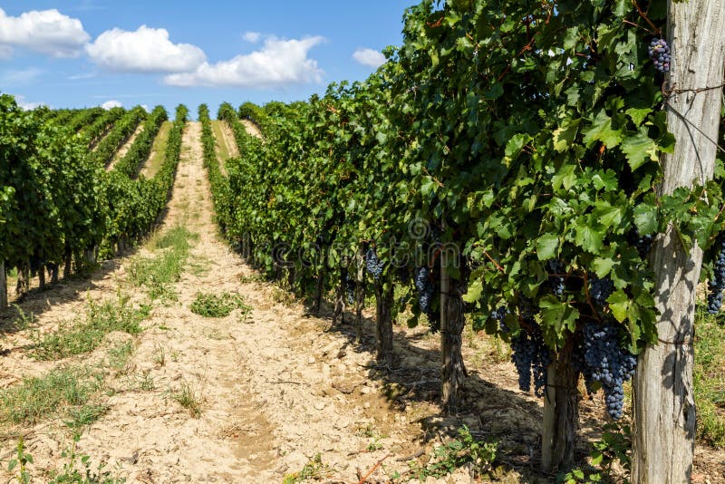 Viticulture photo stock. Image of automne, ligne, paysage - 31381142