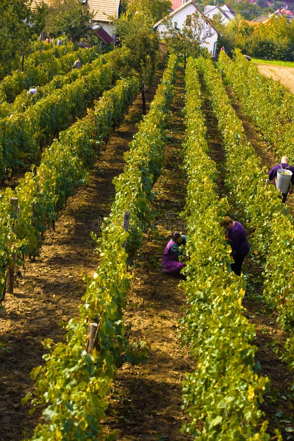 990+ Viticulture Free Stock Photos - StockFreeImages