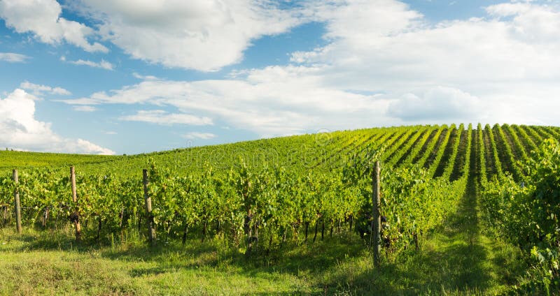 Viticulture stock photo. Image of vines, summer, cultivations - 77134130