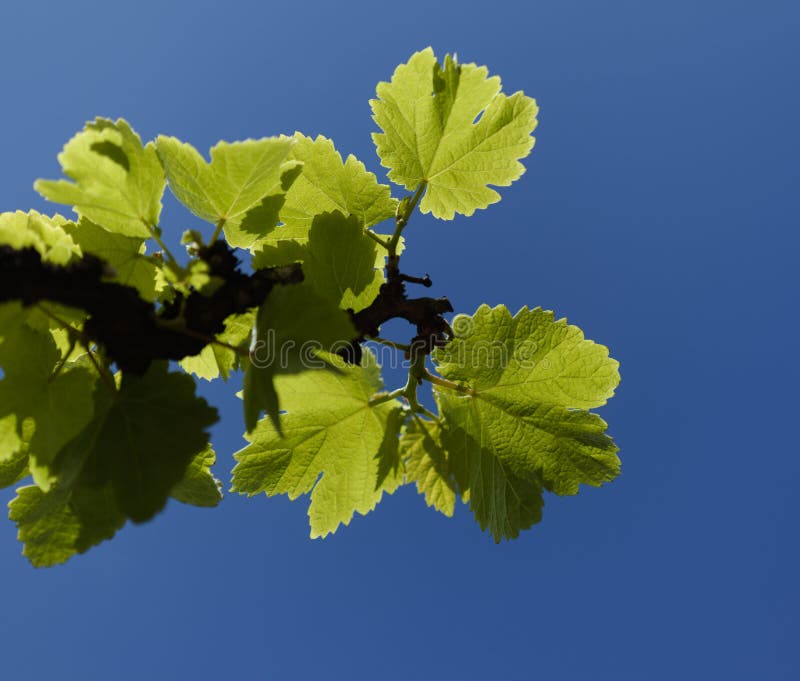 Viticulture of Gran Canaria - Fresh Young Leaves on Vine Plants Stock ...