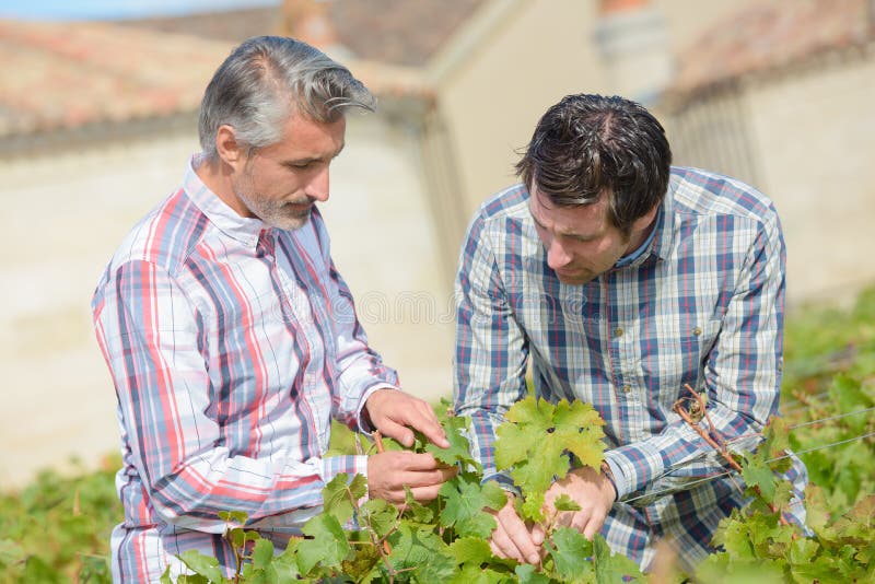 Viticulturists Inspecting Vine Leaves Stock Image - Image of harvesting ...