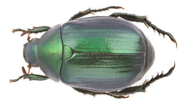 Vitis d'Anomala image stock. Image du couleur, faune - 17383217