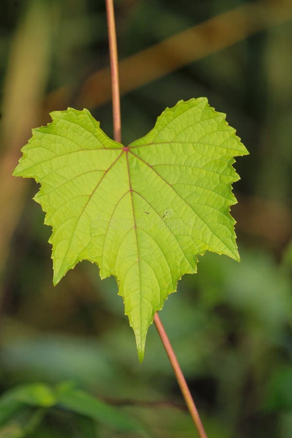 Vitis Rupestris stock image. Image of sunlight, vitis - 254980709