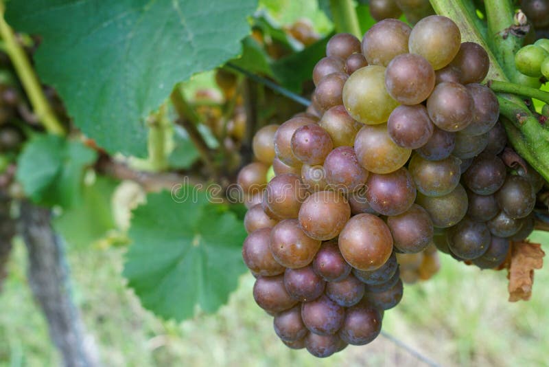 Vine Plants with Dark Grapes on a Vineyard Stock Photo - Image of ...