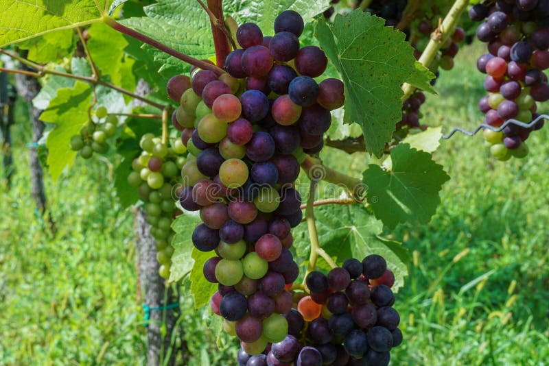 Vine Plants with Multi-coloured Grapes on a Vineyard Stock Image ...