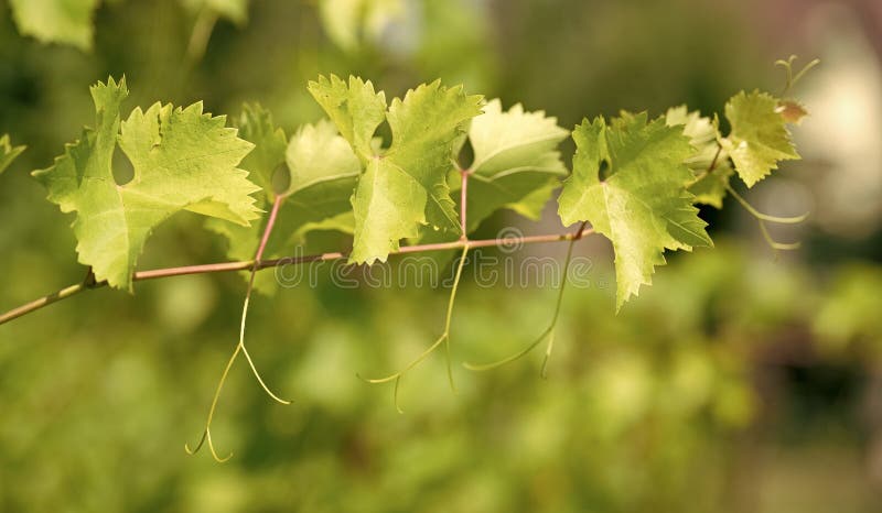 Vitis Vinifera Spring Leaves on Grapevine Twig on Blurred Sunny Nature ...