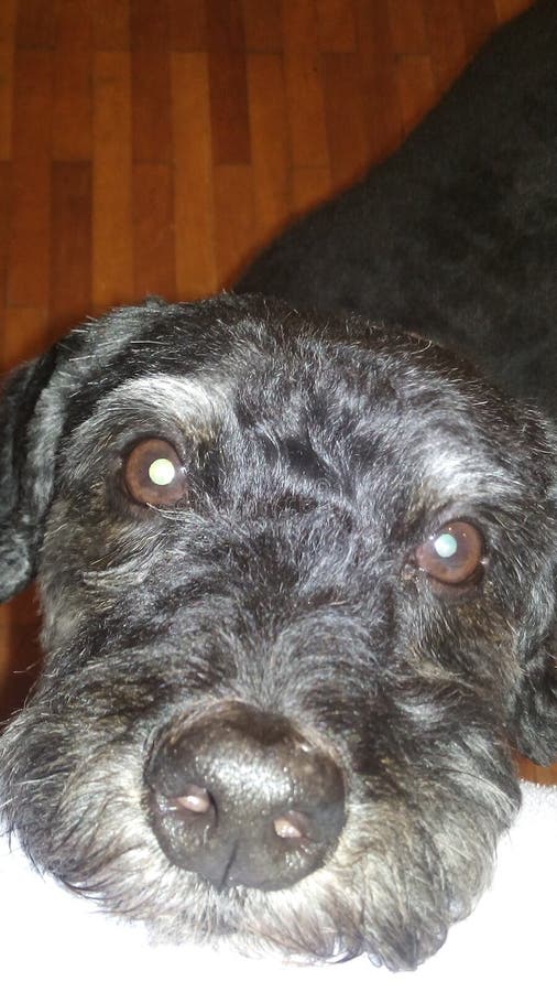 Vito Dog Stock Photos - Free & Royalty-Free Stock Photos from Dreamstime