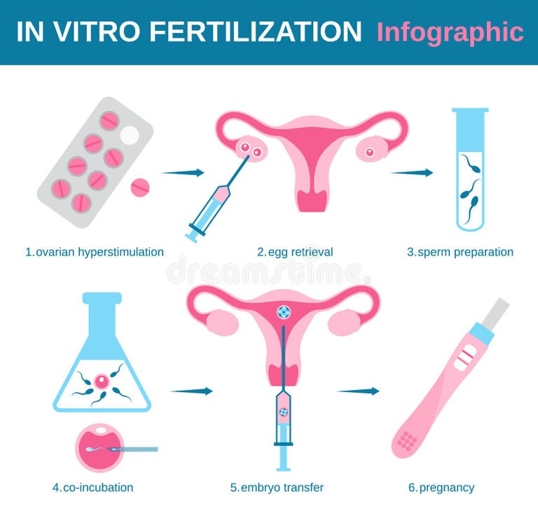 Female Anatomy Stock Illustrations 31435 Female Anatomy Stock Illustrations Vectors