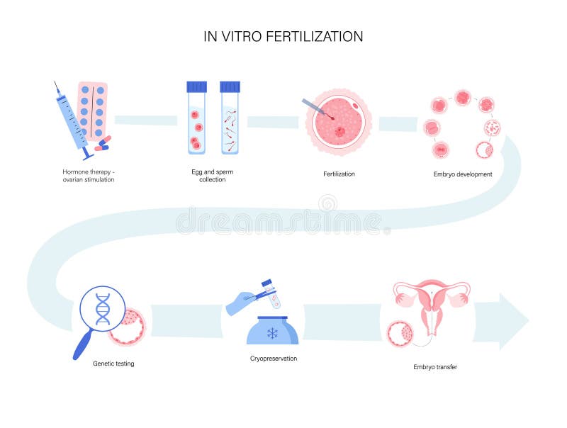 Human Fertilization Process Poster Stock Illustrations – 67 Human ...