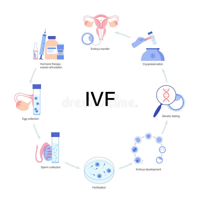 Ivf Cycle Stock Illustrations – 131 Ivf Cycle Stock Illustrations ...