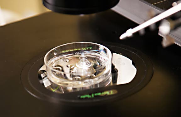 In Vitro Lab Equipment stock image. Image of scientist - 21254055