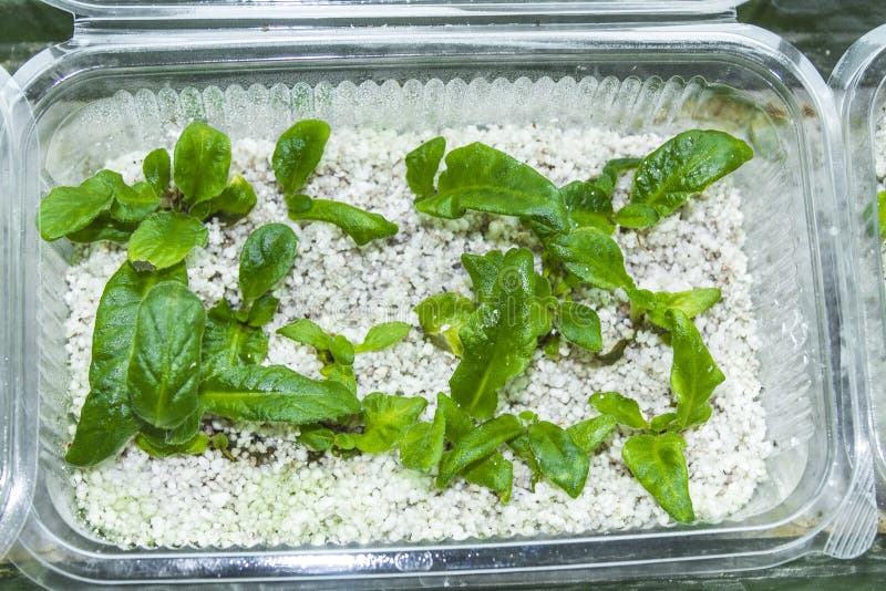 Vitro plant stock photo. Image of chemical, grow, chemistry - 38411786