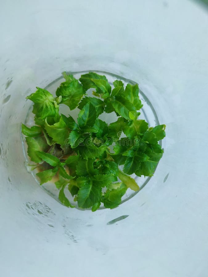 In Vitro Plant Growth Under Controlled and Sterile Conditions. Stock ...