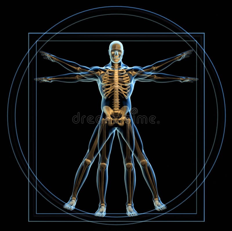 Human Diagram Vitruvian Man Isolated Stock Illustration - Illustration ...