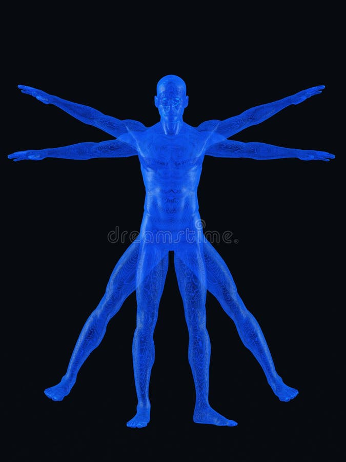 The Vitruvian Man - Muscle System Stock Illustration - Illustration of ...