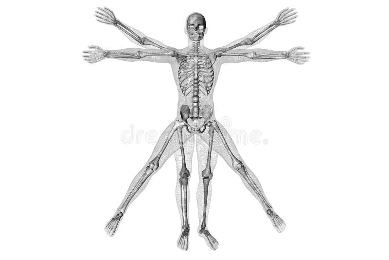 Vitruvian man - skeleton stock illustration. Illustration of vinci ...