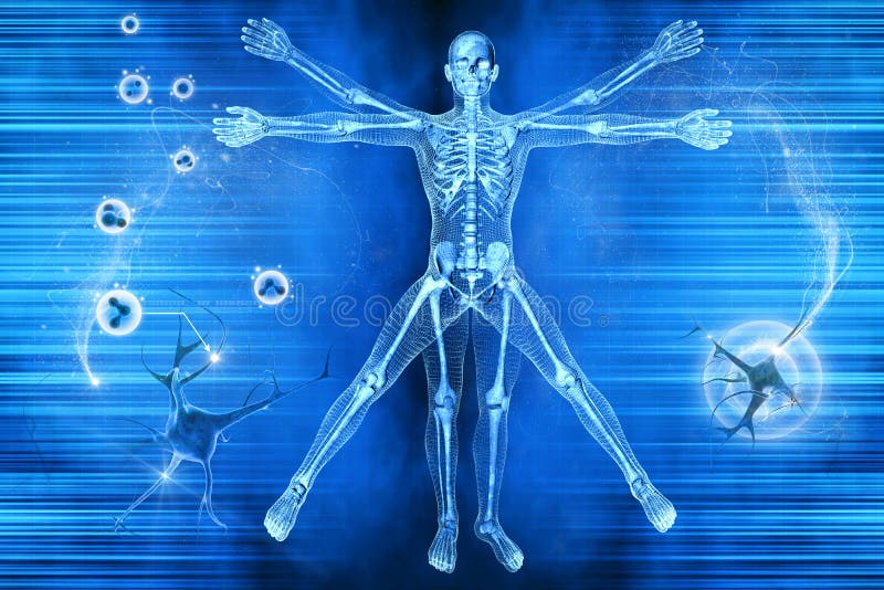 The Vitruvian Man - Muscle System Stock Illustration - Illustration of ...