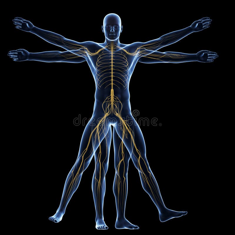 The Vitruvian Man - Muscle System Stock Illustration - Illustration of ...