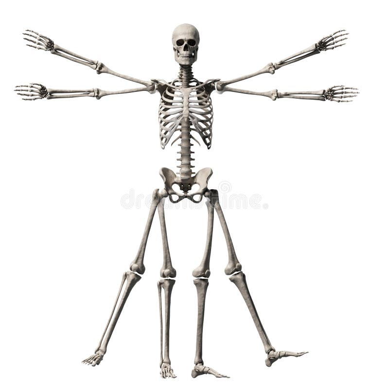 Vitruvian man - skeleton stock illustration. Illustration of vinci - 34776712